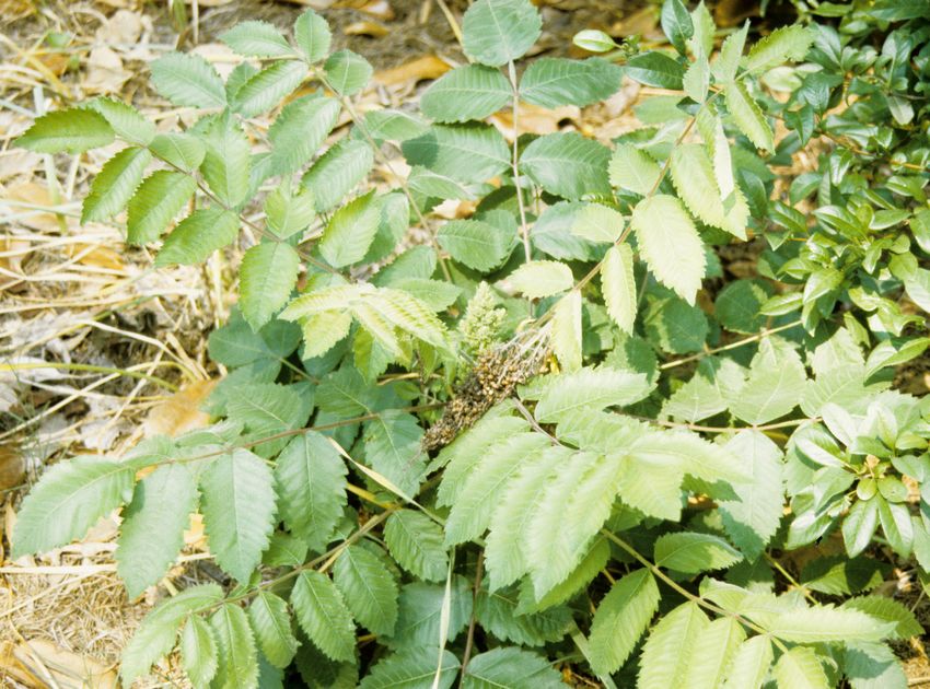 Endangered Species: FALSE POISON SUMAC / MICHAUX'S SUMAC