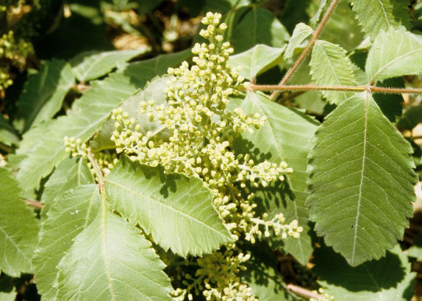Endangered Species: FALSE POISON SUMAC / MICHAUX'S SUMAC