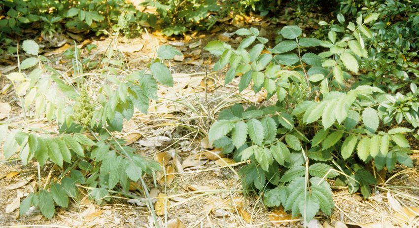 Endangered Species: FALSE POISON SUMAC / MICHAUX'S SUMAC