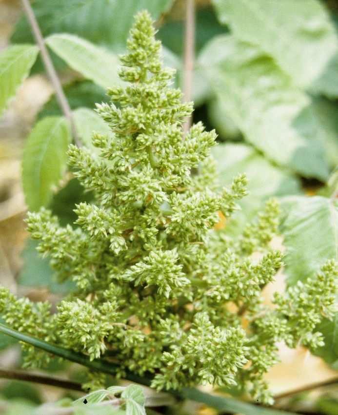 Endangered Species: FALSE POISON SUMAC / MICHAUX'S SUMAC