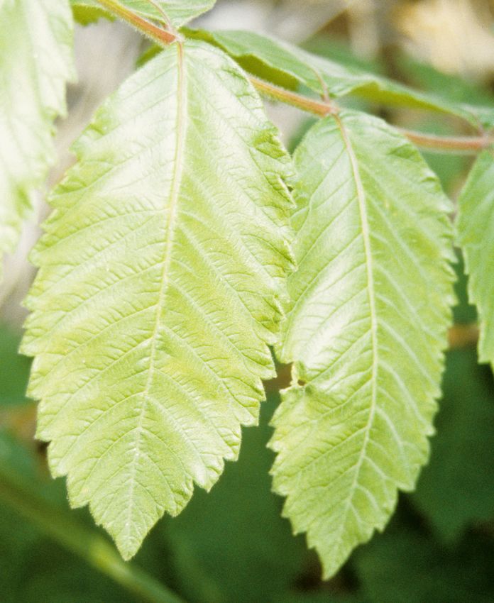 Endangered Species: FALSE POISON SUMAC / MICHAUX'S SUMAC