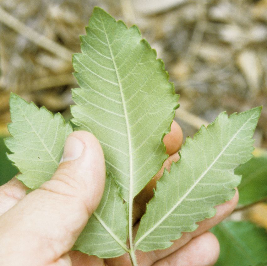 Endangered Species: FALSE POISON SUMAC / MICHAUX'S SUMAC