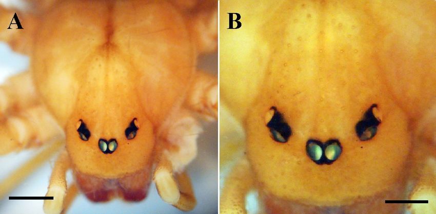 First teratological case of the ocular pattern in the brown recluse ...