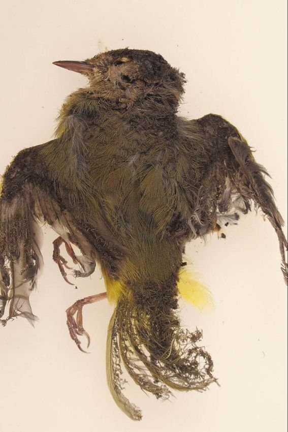 GREEN KILLING MACHINES - The impact of renewable energy on wildlife and ...