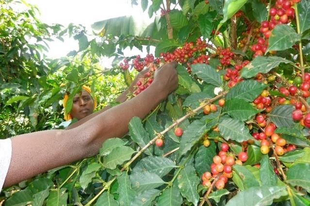 DEVELOPMENT OF STANDARD SOLAR DRYERS FOR QUALITY COFFEE PROCESSING ...