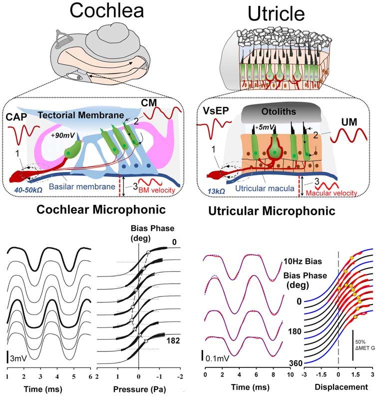 Similarities and Differences Between Vestibular and Cochlear Systems ...