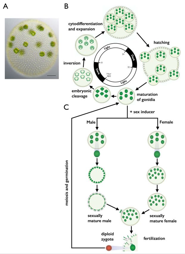 Evolution of Sexes from an Ancestral Mating-Type Specification Pathway