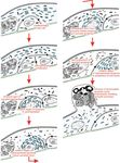 6 Basic Structure of the Villous Trees - M. Castellucci and P. Kaufmann