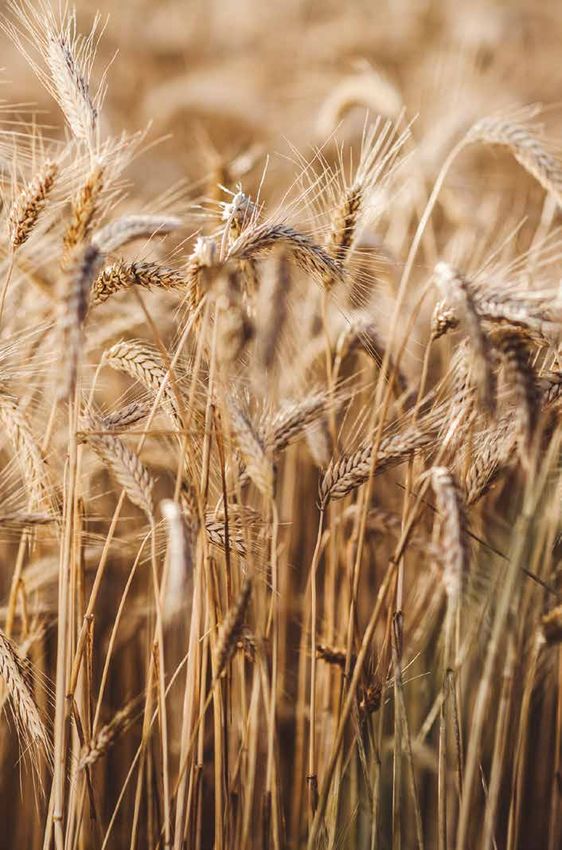 2016 REPORT T - A commodity value chain analysis of wheat - cloudfront.net 2016 REPORT T - A commodity value chain analysis of wheat - cloudfront.net