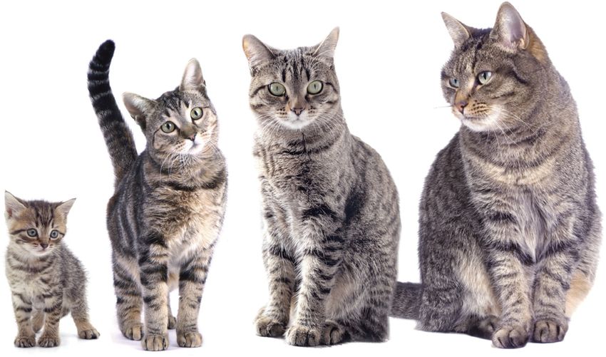 2021 AAHA/AAFP Feline Life Stage Guidelines* - American ...