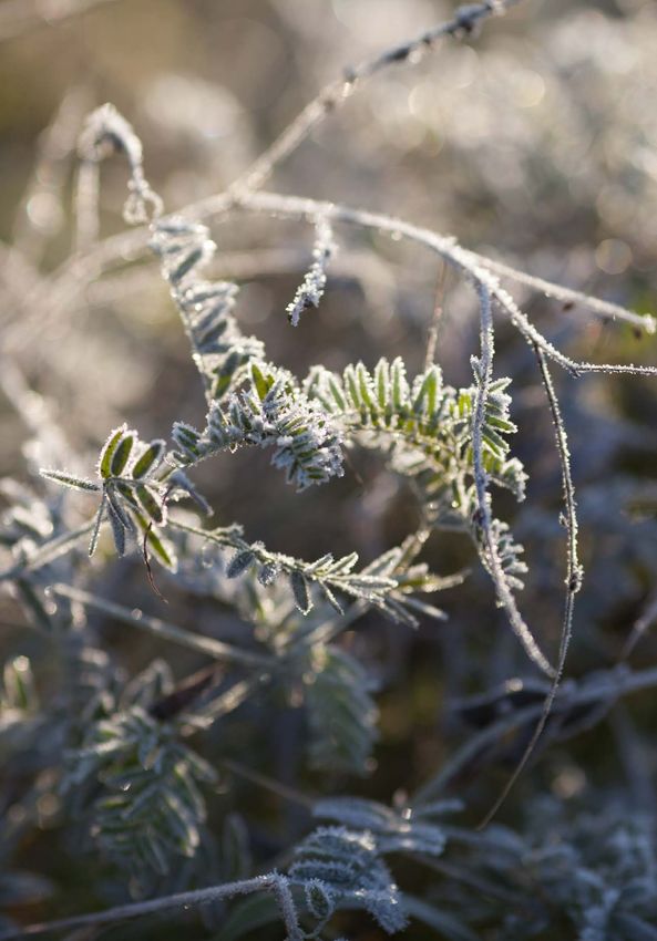 FireSmart BC Landscaping Guide