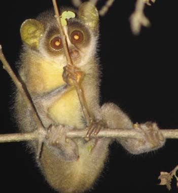A Review of the Distribution of Grey Slender Loris