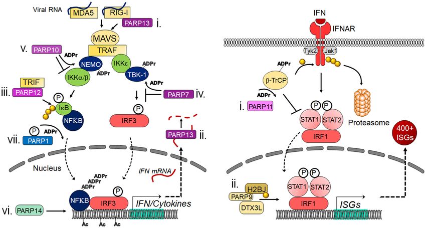 The impact of PARPs and ADP-ribosylation on inflammation and host ... The impact of PARPs and ADP-ribosylation on inflammation and host ...