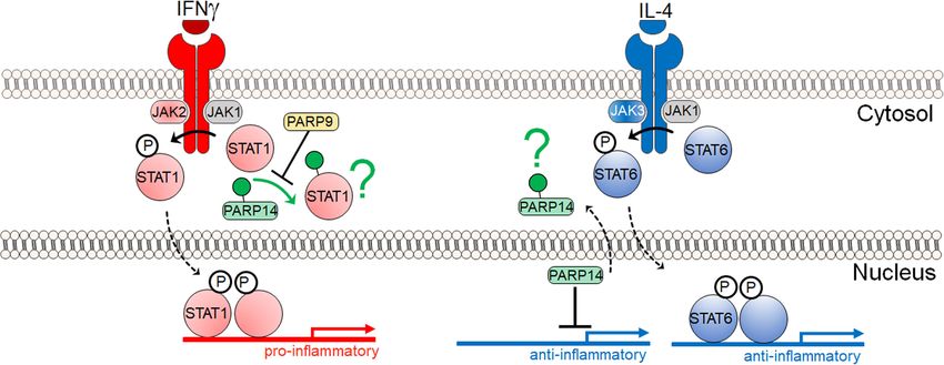 The impact of PARPs and ADP-ribosylation on inflammation and host ... The impact of PARPs and ADP-ribosylation on inflammation and host ...