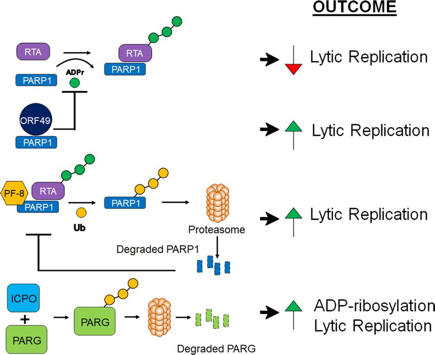The impact of PARPs and ADP-ribosylation on inflammation and host ... The impact of PARPs and ADP-ribosylation on inflammation and host ...