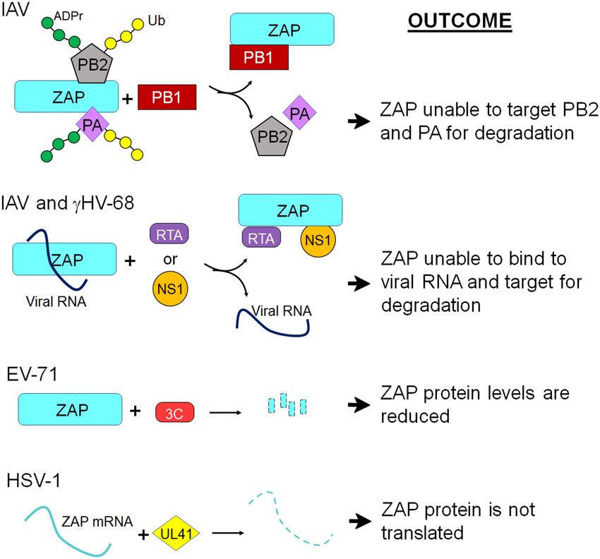 The impact of PARPs and ADP-ribosylation on inflammation and host ... The impact of PARPs and ADP-ribosylation on inflammation and host ...