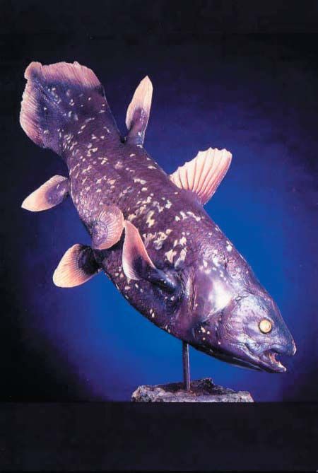 A Strange Fish Indeed: The "Discovery" of a Living Fossil