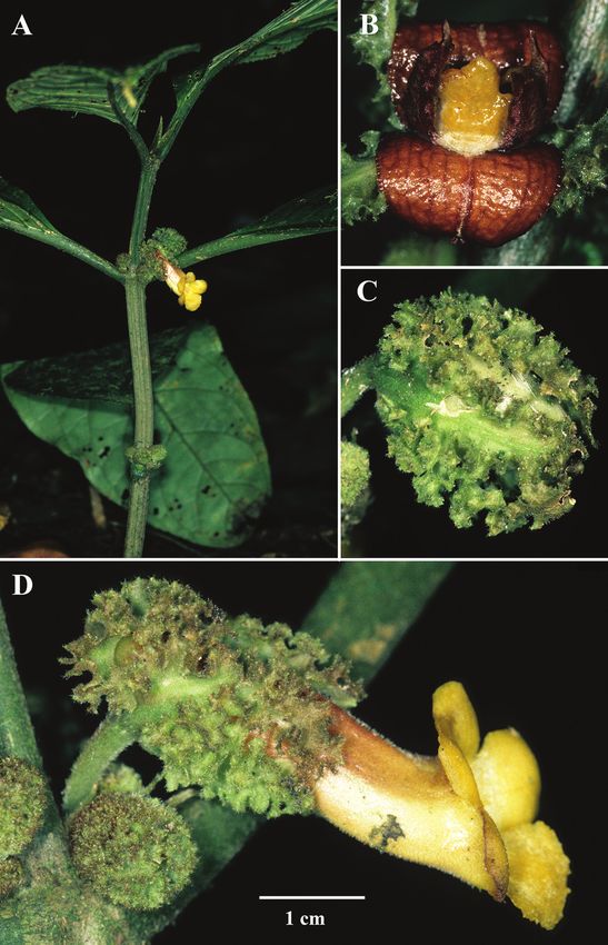 Two new species of Drymonia (Gesneriaceae) from Northwestern South ...