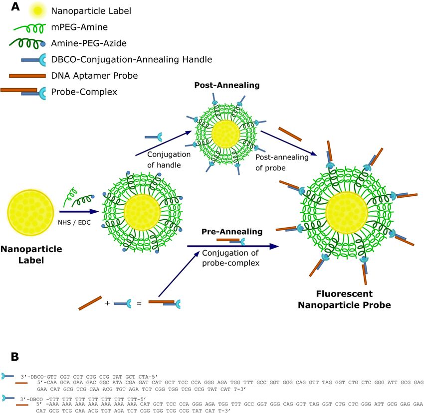 Modular fluorescent nanoparticle DNA probes for detection of peptides ... Modular fluorescent nanoparticle DNA probes for detection of peptides ...