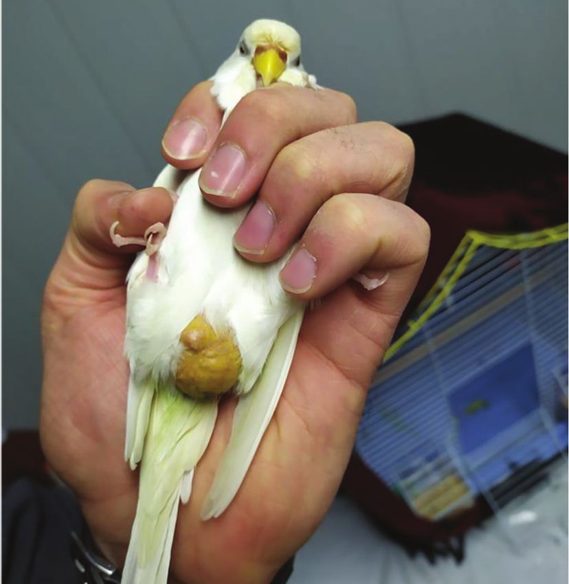 A Case of Ventral Abdominal Hernia Associated with an Ectopic Egg in an ...