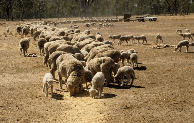 Autumn Feeding Guide - Sheep - A producers guide for supplementary ...
