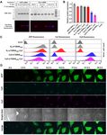 Oxidized RNA 3 ends providing access to mono and dually labelled RNA ...