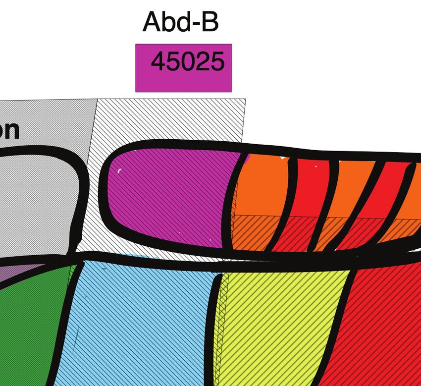 Control Of Tissue Development And Cell Diversity By Cell Cycle