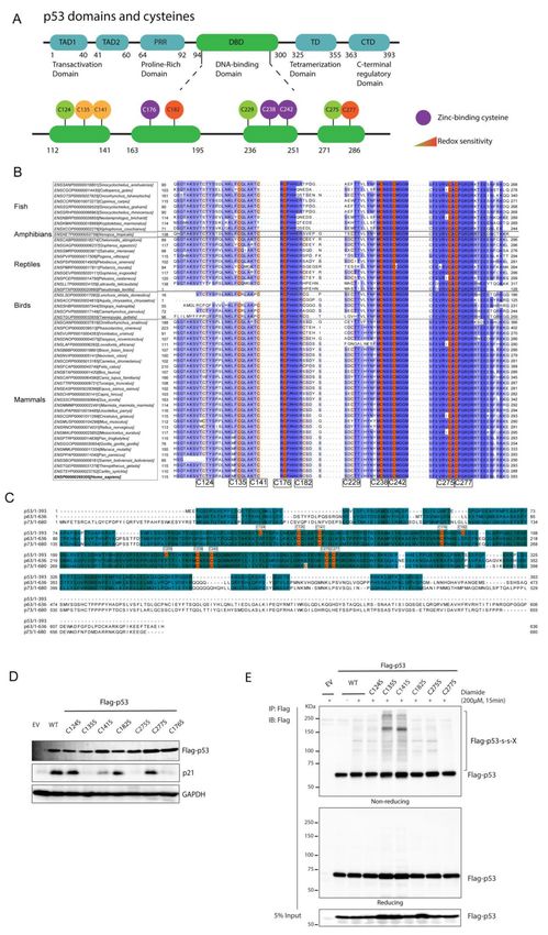 P53 Forms Redox-Dependent Protein-Protein Interactions through Cysteine 277 P53 Forms Redox-Dependent Protein-Protein Interactions through Cysteine 277