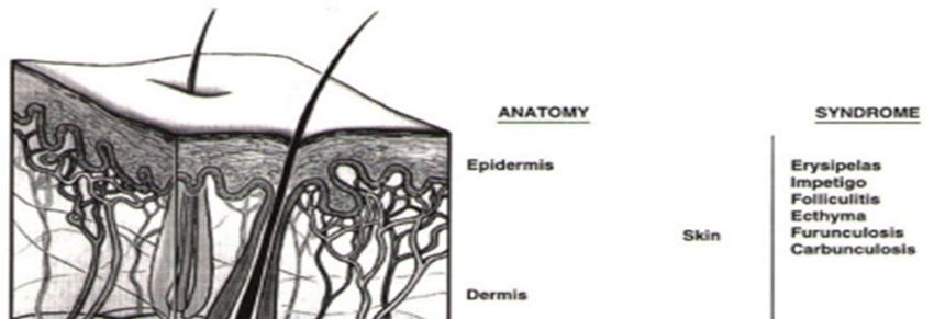 Clinical Pathways Skin and Soft Tissue Infection - (SSTI) Hassan El ...