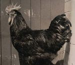 Schedule ADVANCE Sydney Royal Cat Show - NSW Cat Fanciers