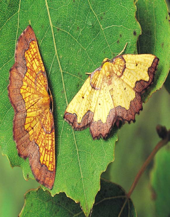 Trends of Moths in Scotland - Trend Note 018 April 2019 - Scottish ...