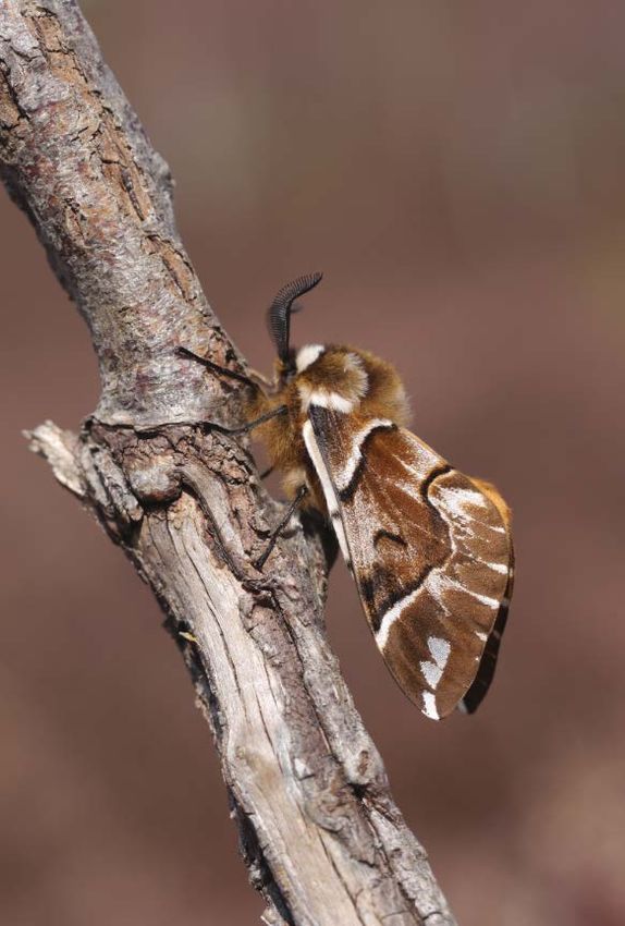 Trends of Moths in Scotland - Trend Note 018 April 2019 - Scottish ...