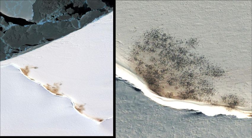 Imaging whales from space - Remote sensing: aerial and satellite image ...