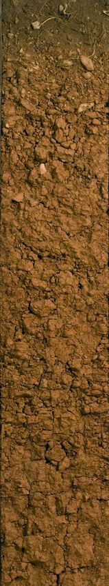 CECIL NORTH CAROLINA STATE SOIL