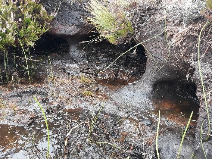 Achany Extension Wind Farm - SSE Renewables Otter and Water Vole Survey ...