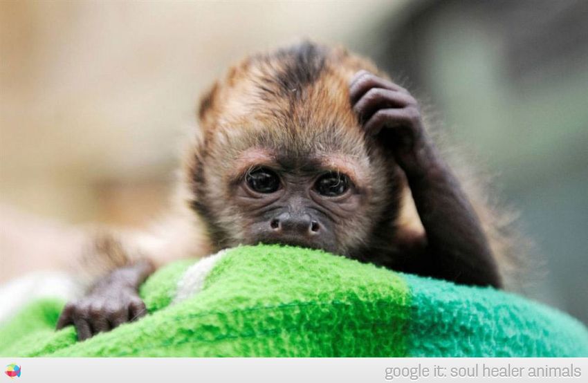 Evolution of decision making under risk: How comparative work on human ...