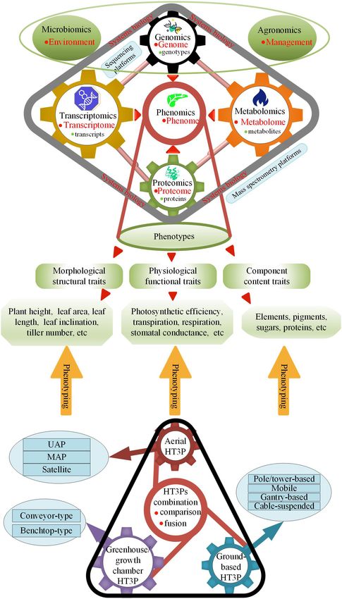 High-Throughput Plant Phenotyping Platform (HT3P) as a Novel Tool for ...