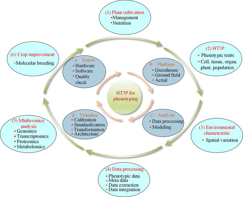 High-Throughput Plant Phenotyping Platform (HT3P) as a Novel Tool for ...