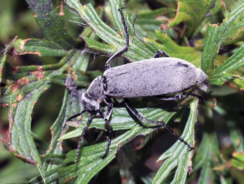 Alfalfa Insect Pests An identification guide for in South Dakota
