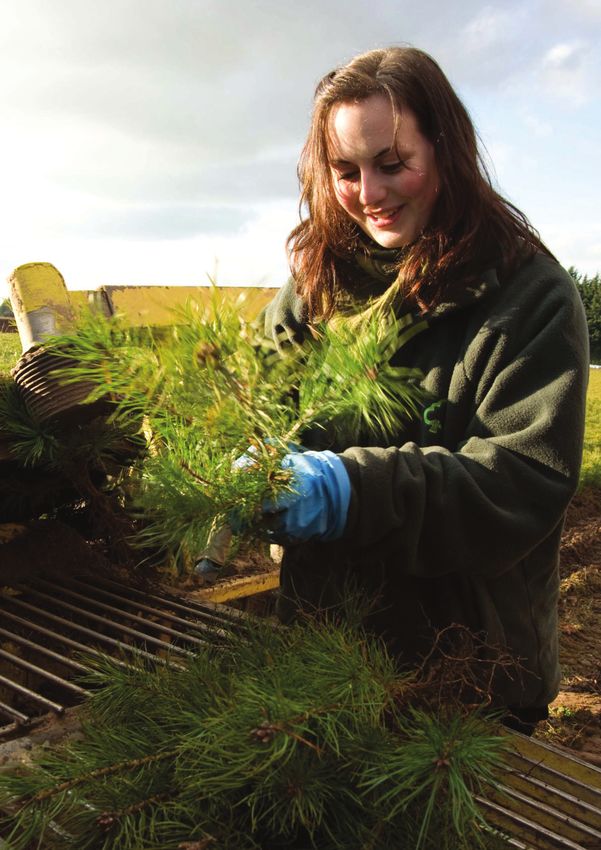 FORESTRY AND TIMBER: GROWING A RESILIENT SCOTLAND - FarmingUK
