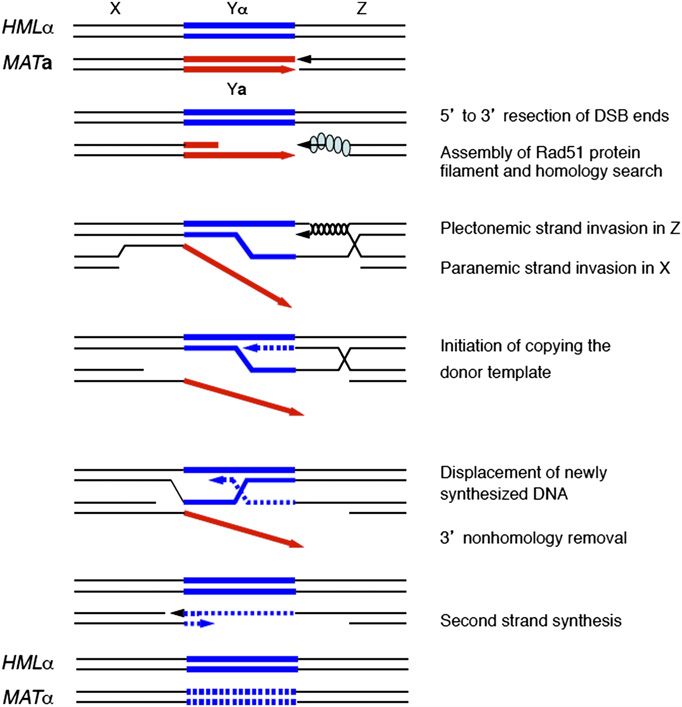 Mating-Type Genes and MAT Switching in Saccharomyces cerevisiae