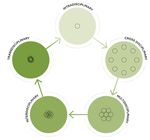 Principles of Interdisciplinary Team (IDT) Working - Dr Shai Betteridge ...