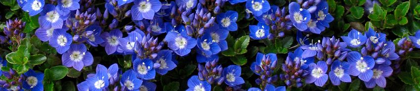 Retail Ready Catalog 2021 - Ferns, Grasses, Ground Cover, & Shrubs ...