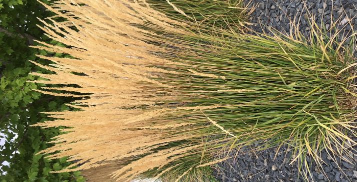 Retail Ready Catalog 2021 - Ferns, Grasses, Ground Cover, & Shrubs ...