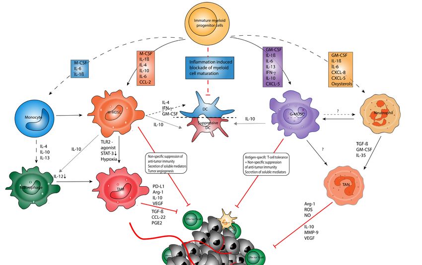 The Functional Crosstalk between Myeloid-Derived Suppressor Cells and ... The Functional Crosstalk between Myeloid-Derived Suppressor Cells and ...