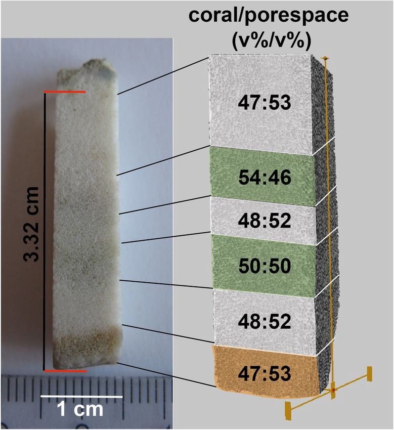 Endolithic Algae Affect Modern Coral Carbonate Morphology and Chemistry ...