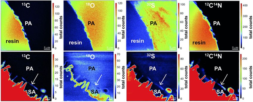 Endolithic Algae Affect Modern Coral Carbonate Morphology and Chemistry ...