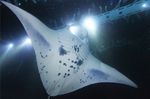 MANTA RAYS IN HAWAII SWIMMING - THE COMPLETE GUIDE TO - Manta Ray Advocates