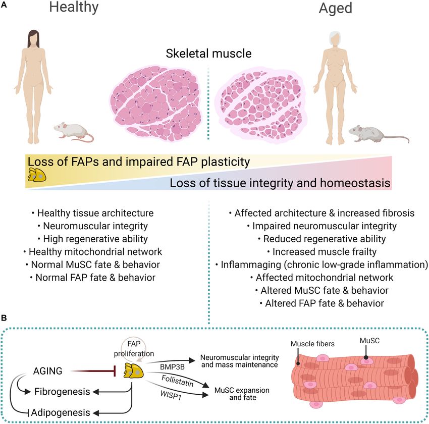 Evolving Roles of Muscle-Resident Fibro-Adipogenic Progenitors in ...