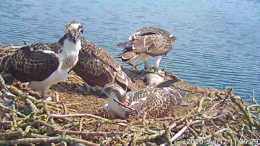 OSPREYS: AN INTRODUCTION - World Osprey Week (WOW) Day 1: learn all ...